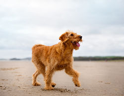 Devon Cliffs Holiday Park in Exmouth Devon. Exclusive lodges to rent